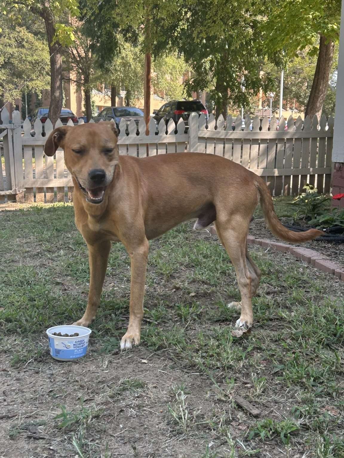 Found Dog in Little Rock (Pulaski County) • Arkansas Lost and Found Pet ...