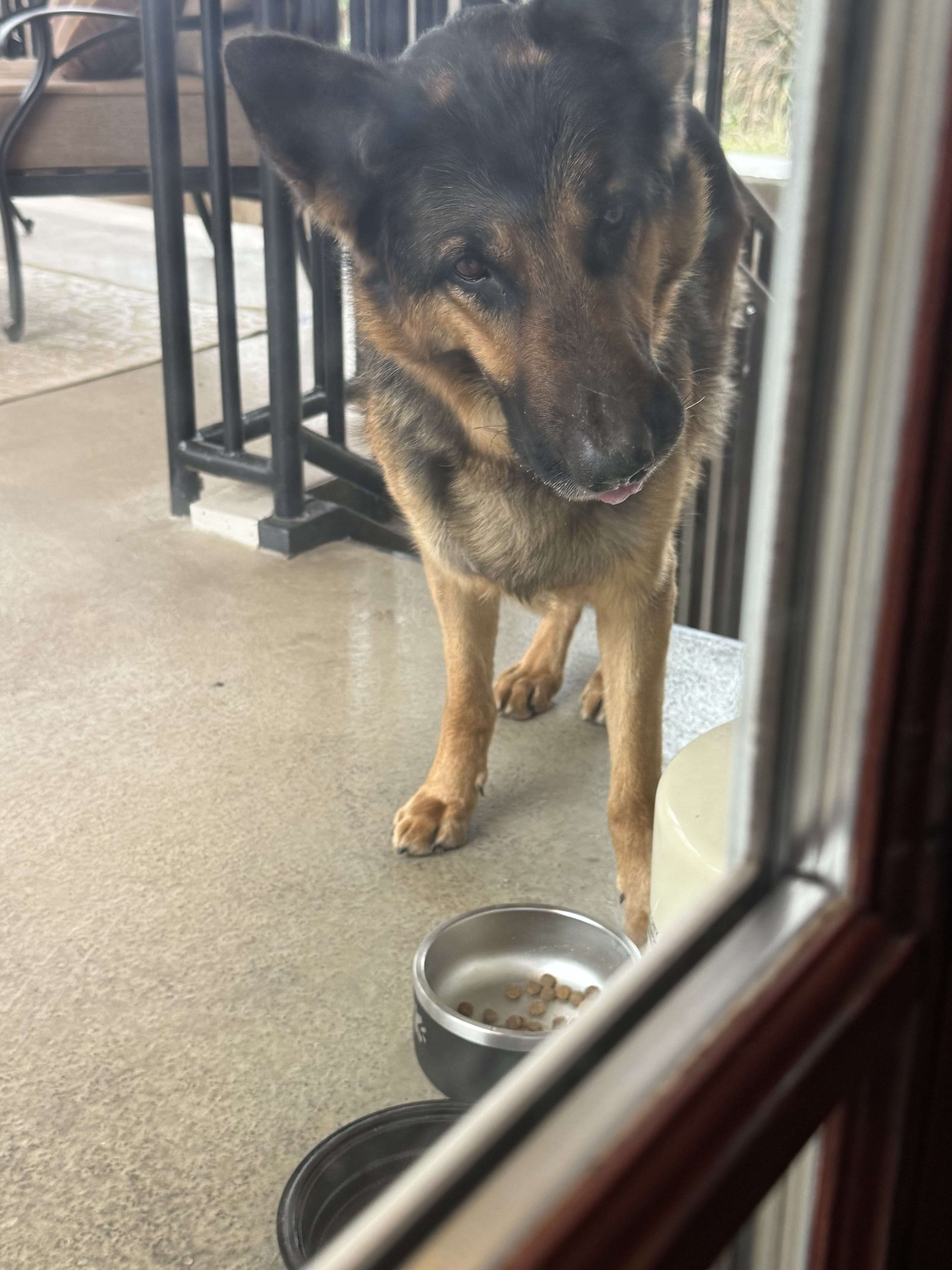Found Dog in Little Rock (Pulaski County) • Arkansas Lost and Found Pet ...