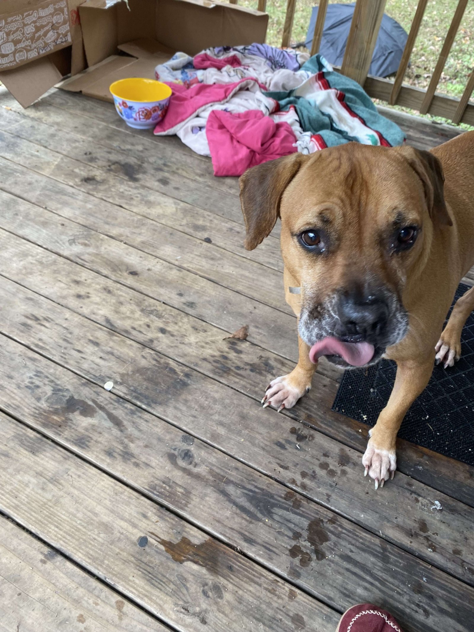 Found Dog in Little Rock (Pulaski County) • Arkansas Lost and Found Pet ...