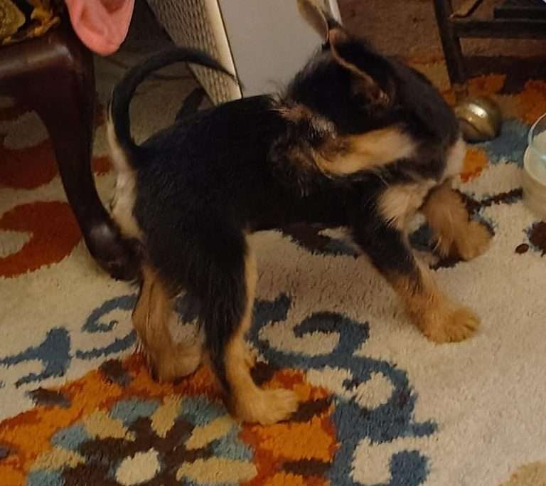 Lost Dog in Little Rock (Pulaski County) - Billie • Arkansas Lost and ...