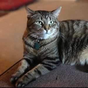 Lost Cat in El Paso (White County) - Vidia • Arkansas Lost and Found ...