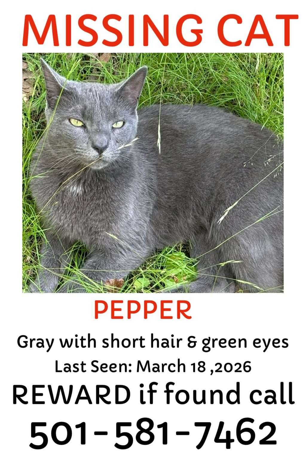 Lost Cat in Little Rock (Pulaski County) - Pepper • Arkansas Lost and ...