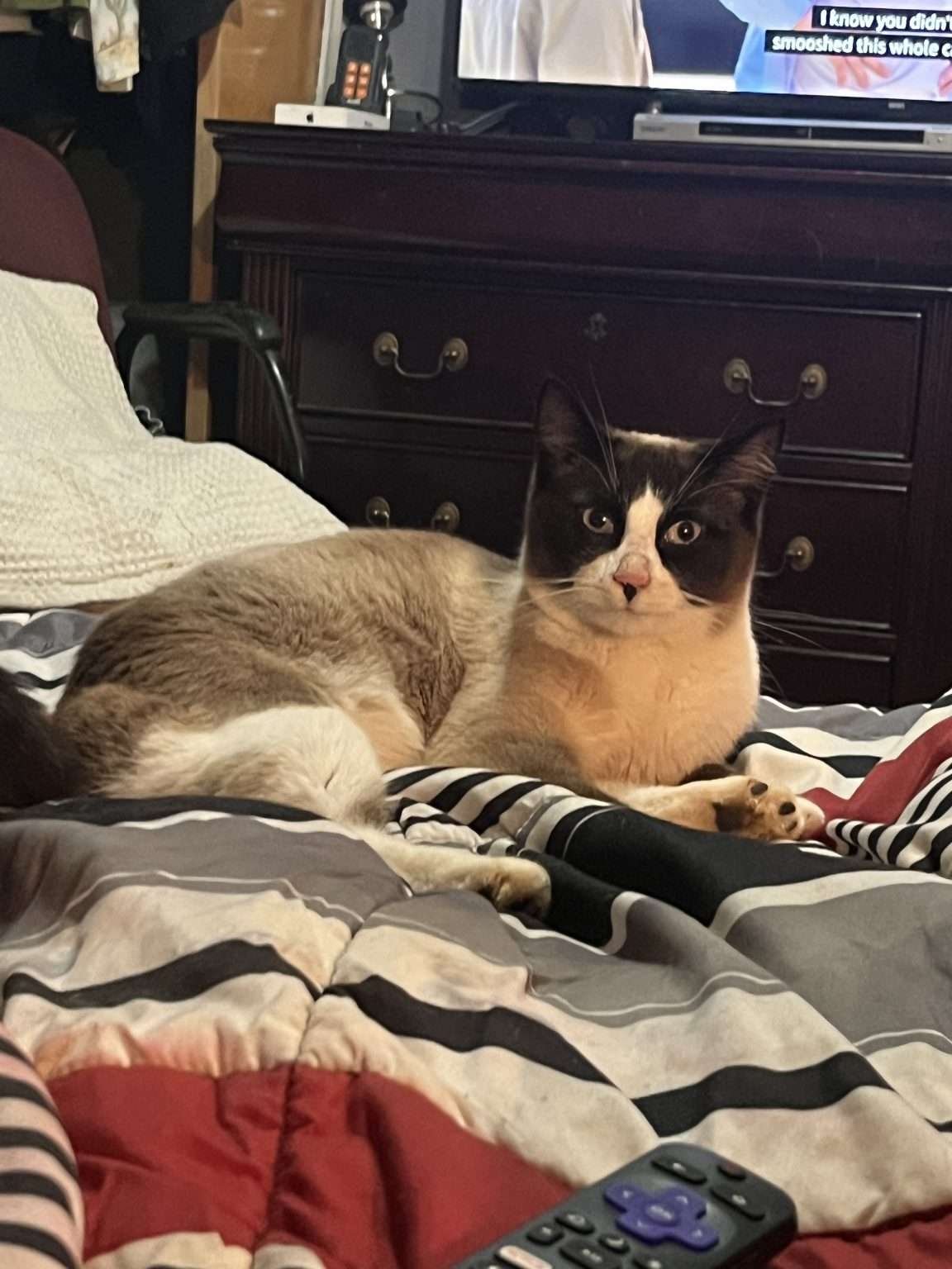 Found Cat in Witter (Madison County) • Arkansas Lost and Found Pet Network