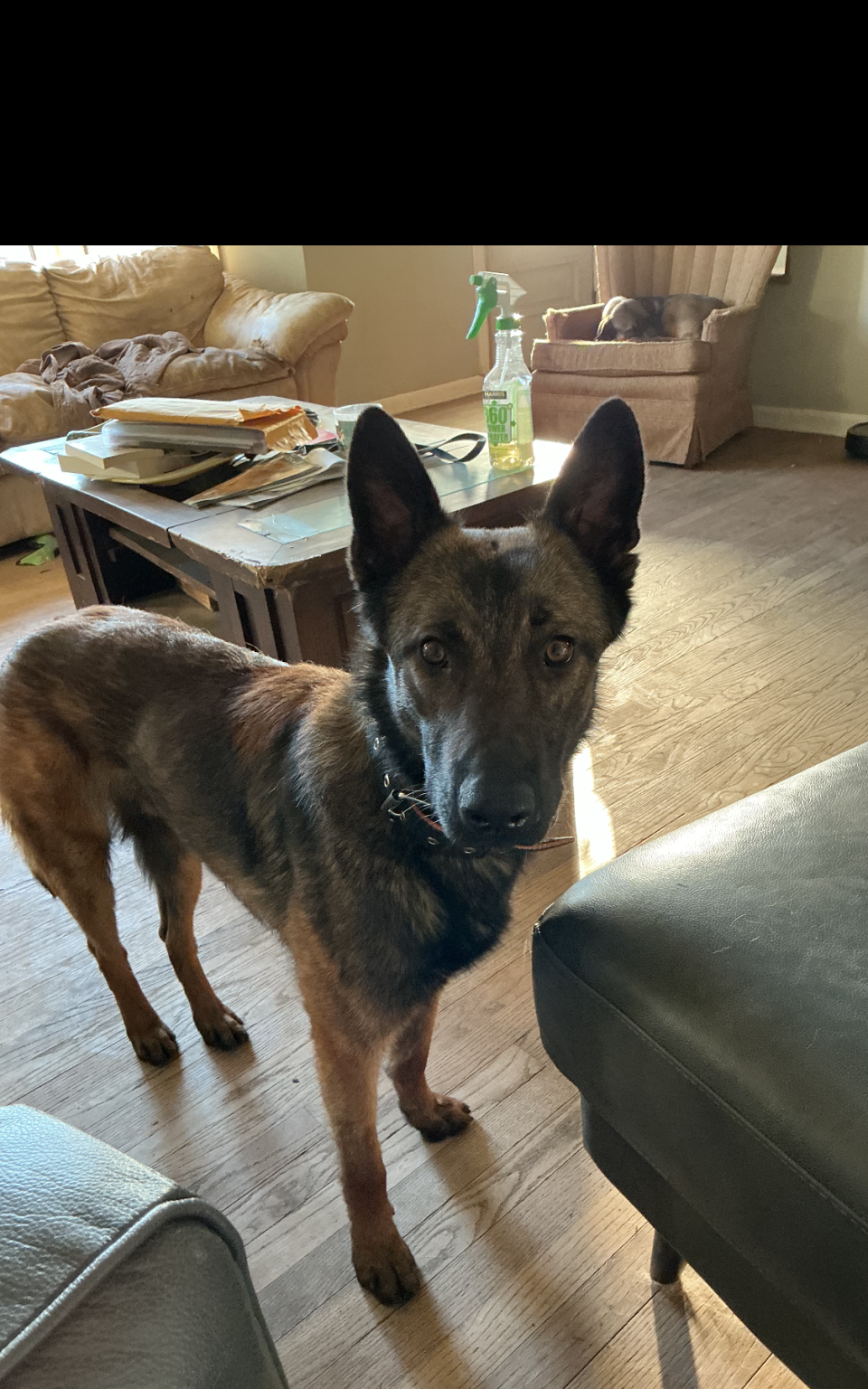 Lost Dog in North Little Rock (Pulaski County) - Greshe • Arkansas Lost ...