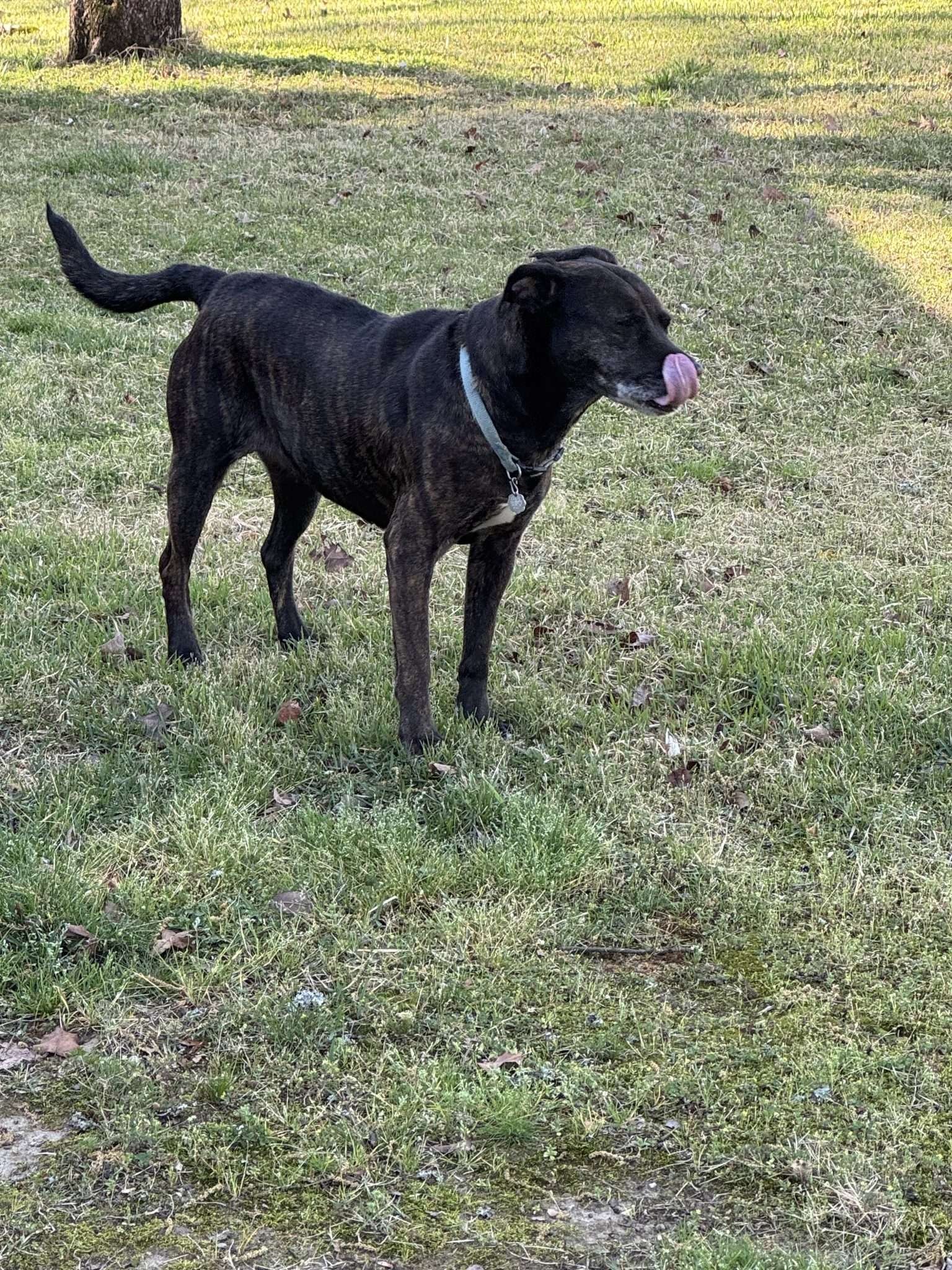 Loose Dog in North Little Rock (Pulaski County) • Arkansas Lost and ...