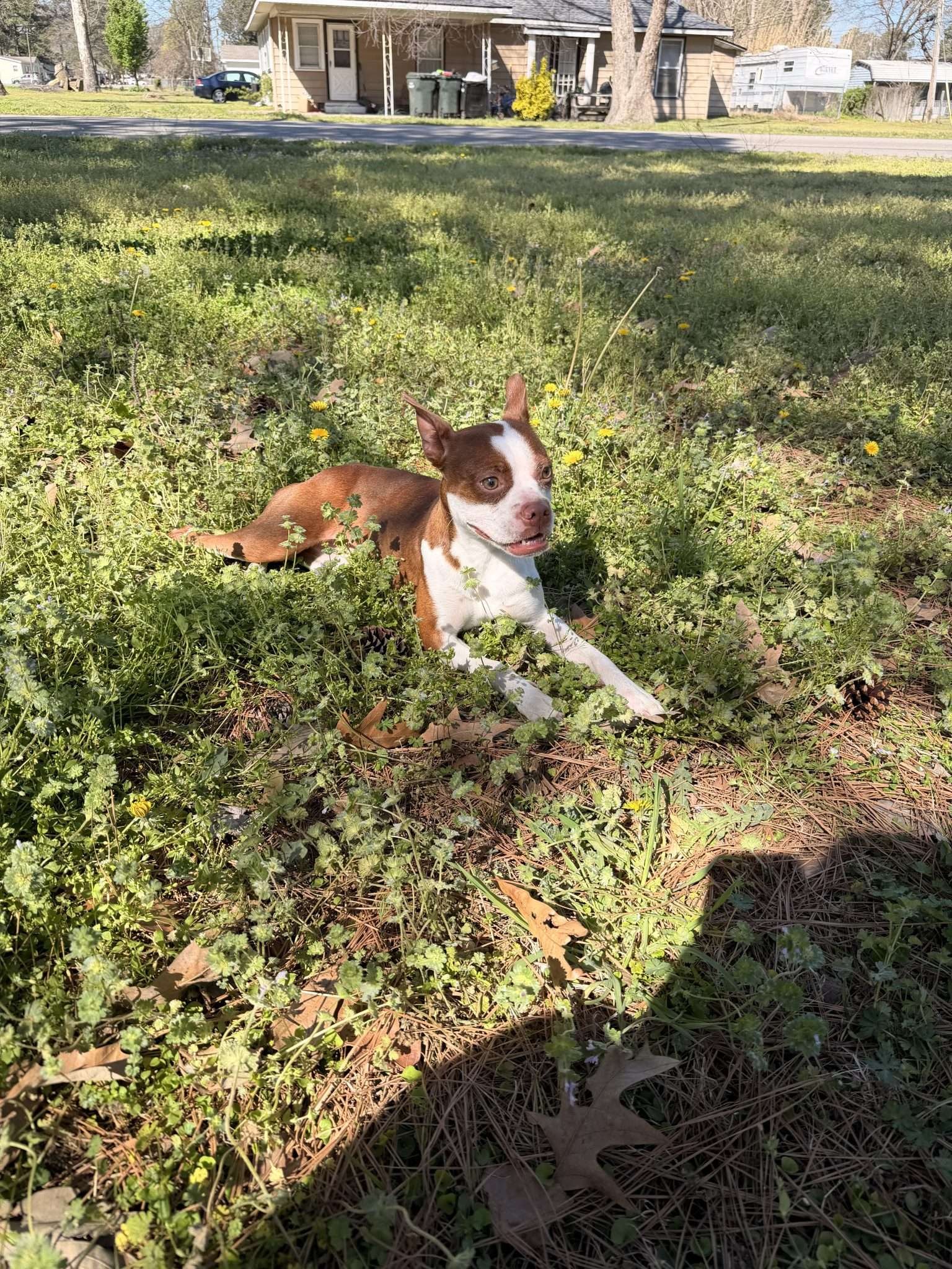 Found Dog in Lake City (Craighead County) • Arkansas Lost and Found Pet ...