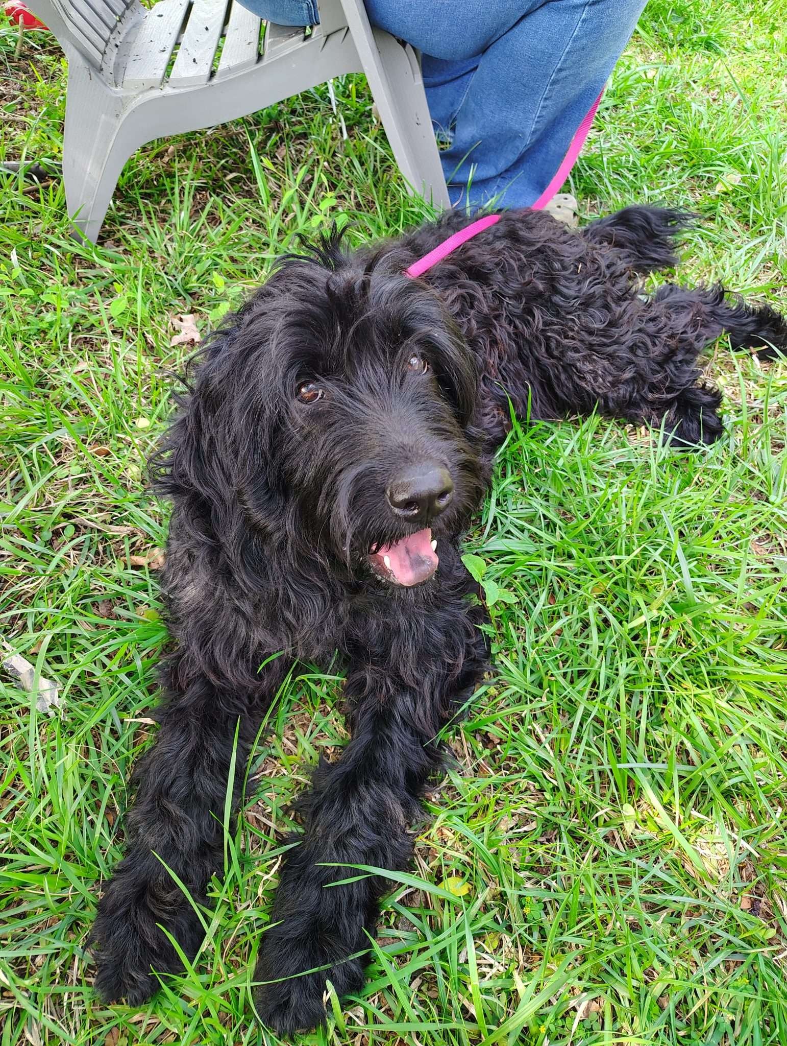 Found Dog in Pearcy (Hot Spring County) • Arkansas Lost and Found Pet ...