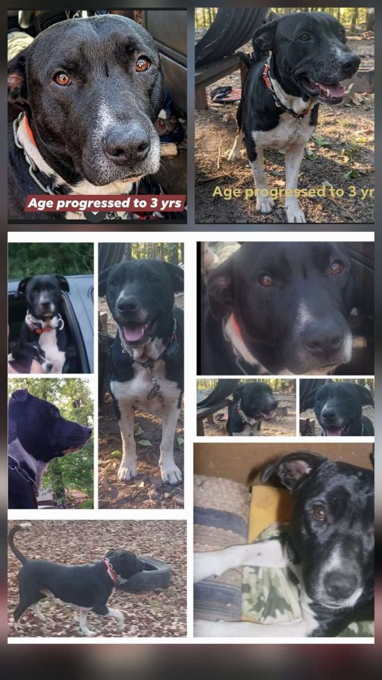 Lost Dog in Shirley (Van Buren County) - Bohdan • Arkansas Lost and ...