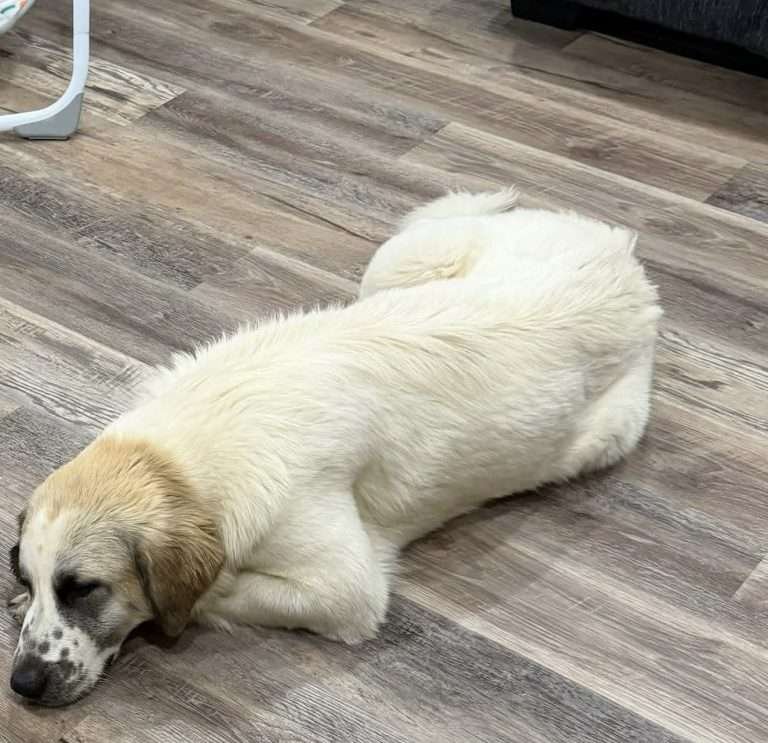 Lost Dog in Judsonia (White County) - Junie • Arkansas Lost and Found ...