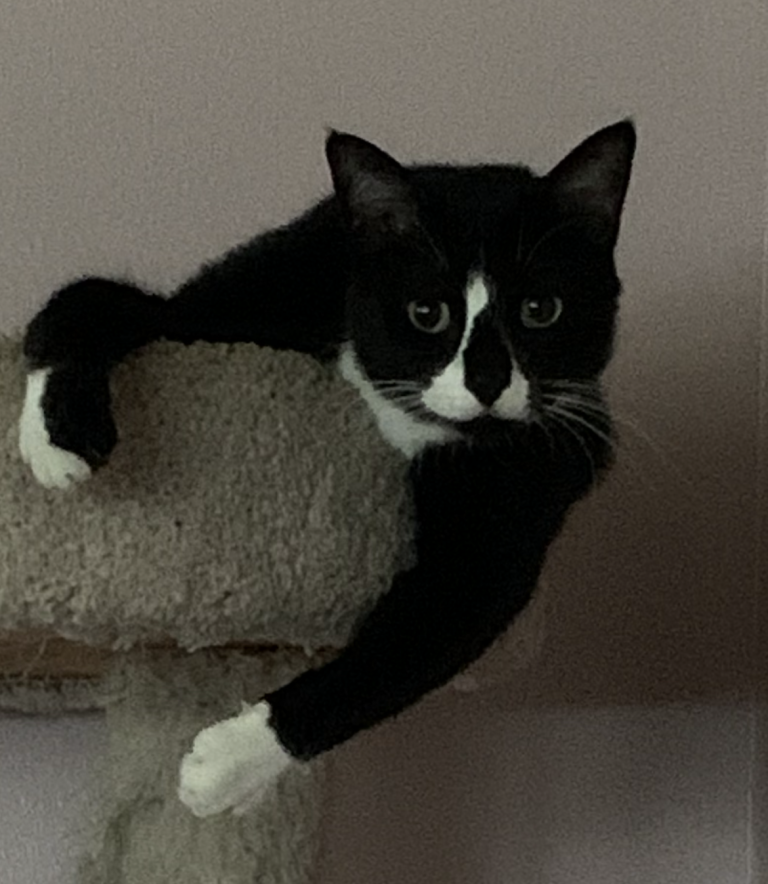 Lost Cat in Conway (Faulkner County) - Mr Chew • Arkansas Lost and ...