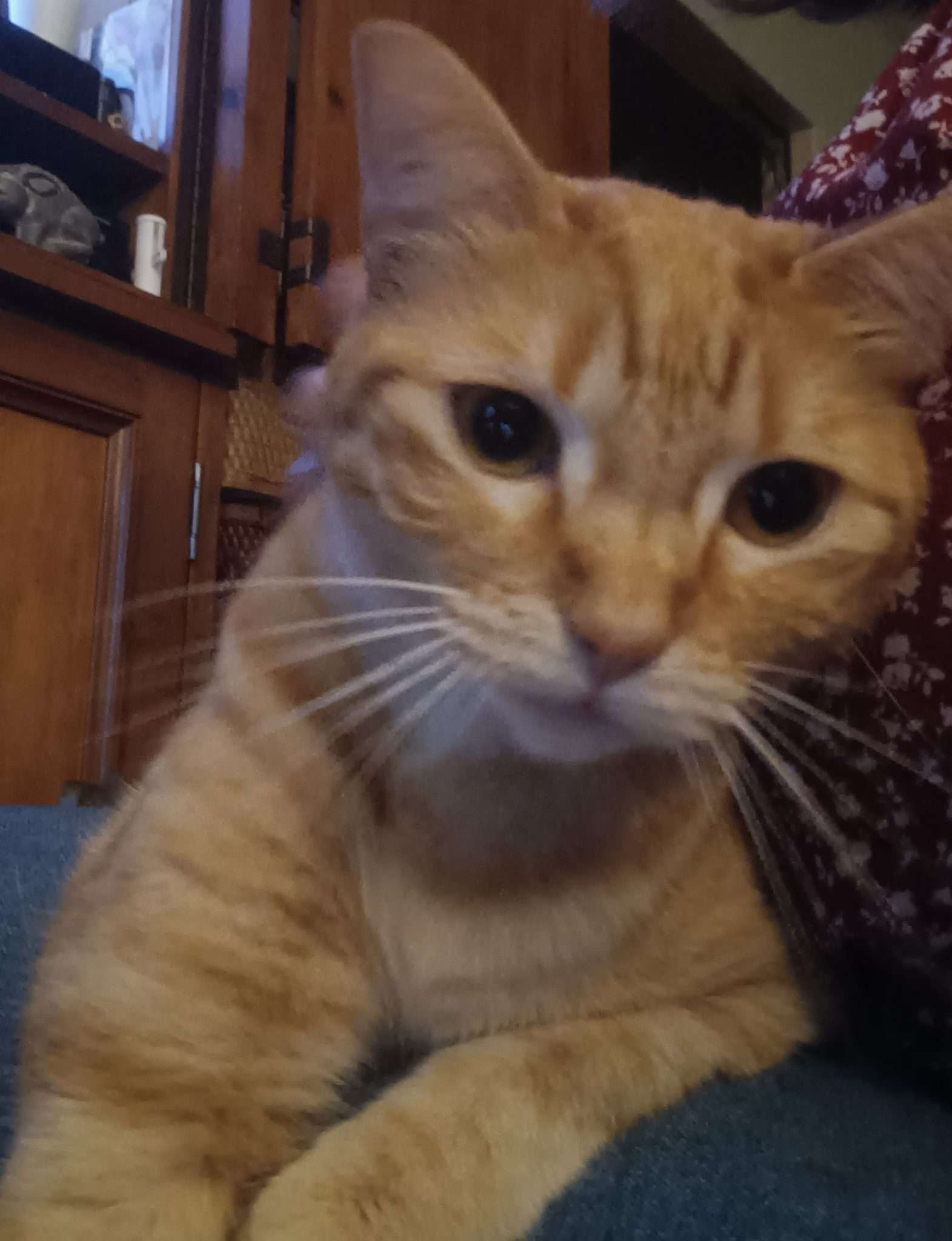 Lost Cat in Little Rock (Pulaski County) - Marmalade • Arkansas Lost ...