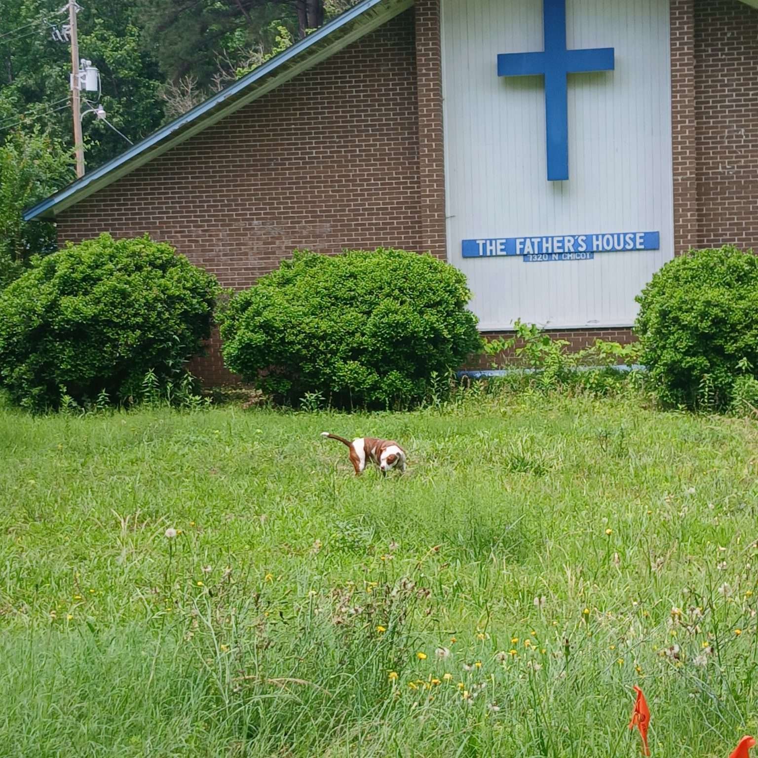 Loose Dog in Little Rock (Pulaski County) • Arkansas Lost and Found Pet ...