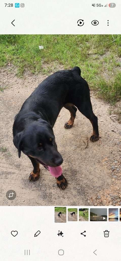 Loose Dog in North Little Rock (Pulaski County) • Arkansas Lost and ...
