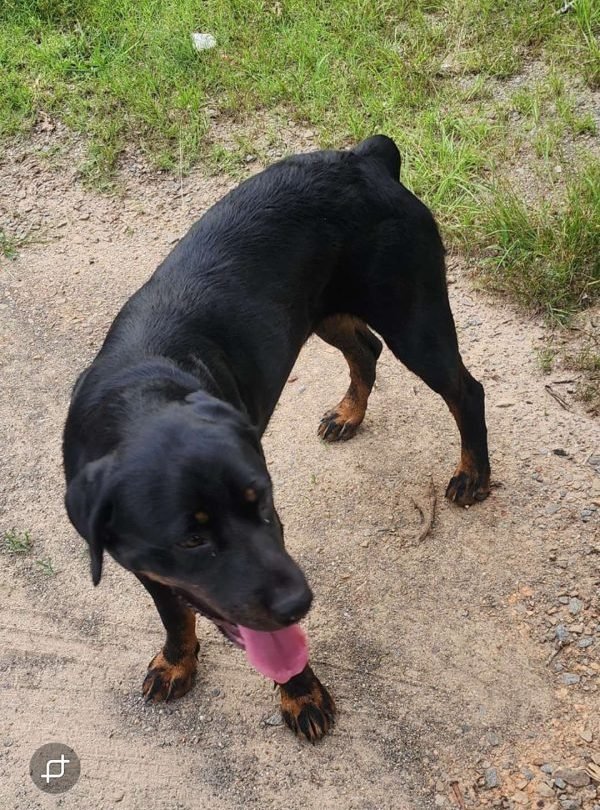 Loose Dog in North Little Rock (Pulaski County) • Arkansas Lost and ...