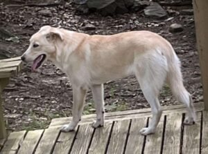 Found Dog in Little Rock (Pulaski County) • Arkansas Lost and Found Pet ...