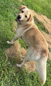 Found Dog in Vilonia (Faulkner County) • Arkansas Lost and Found Pet ...